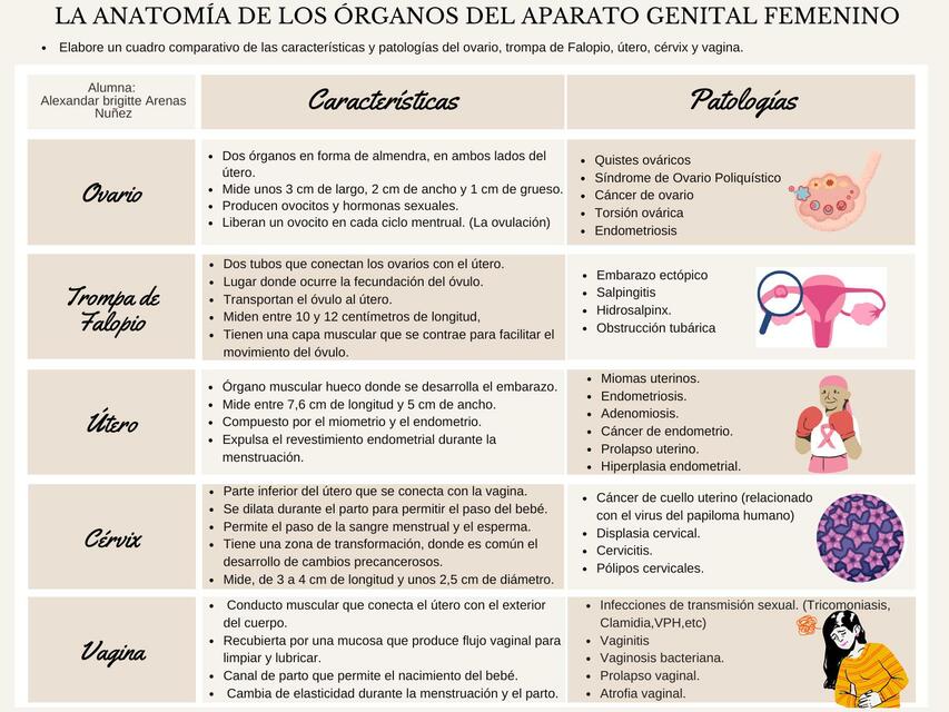 Cuadro comparativo gineco | Alexa | uDocz