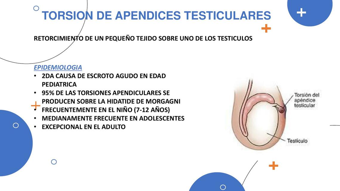 apendices testiculares | Glendy Stefany Altuve Leon | uDocz