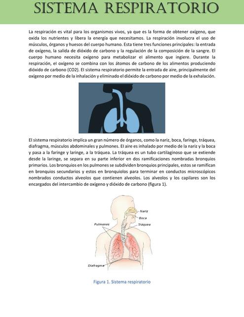 Sistema respiratorio | Ramos Castrejón | uDocz
