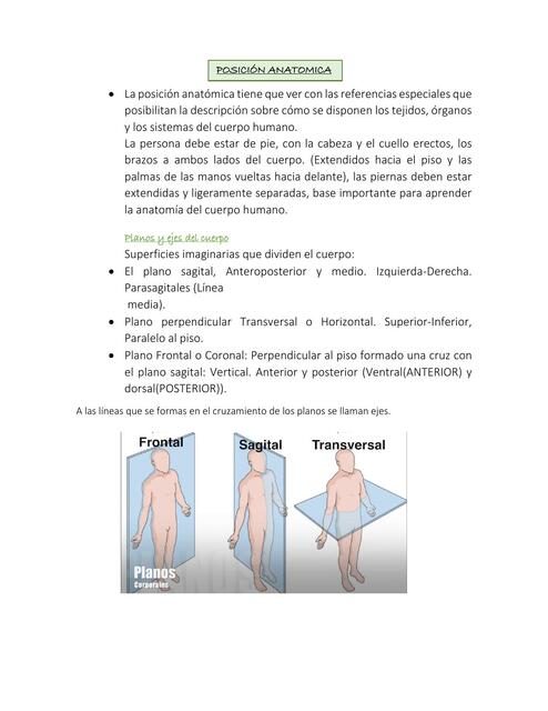 POSICIÓN ANATOMICA | Valentina | uDocz