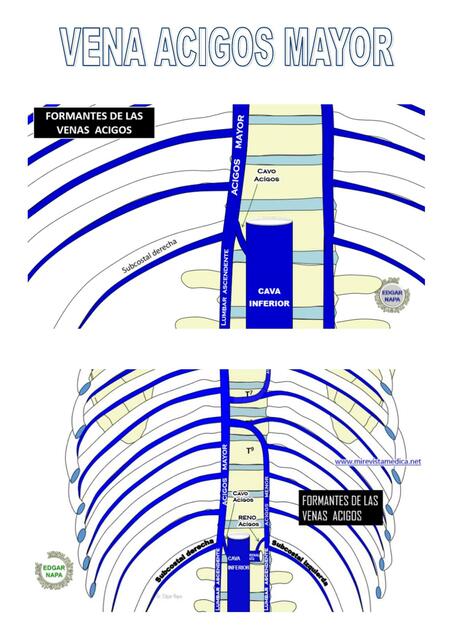 VENA ACIGOS | JOAQUIN BECKAN GALARZA BREÑA | uDocz