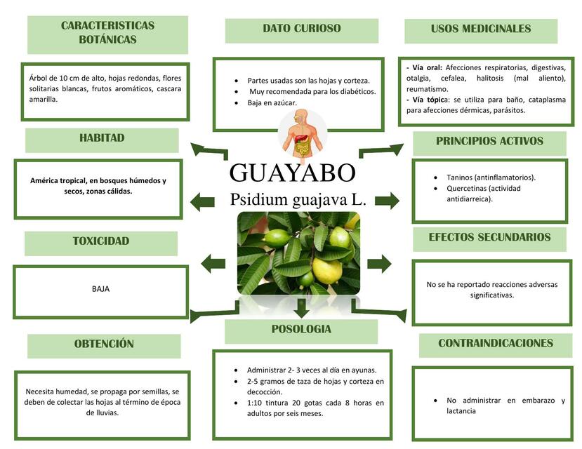 GUAYABO | Ximena | uDocz