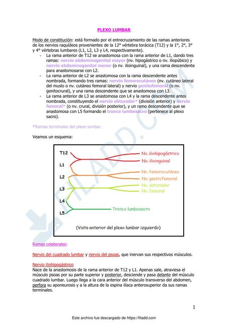 Flashcards de Resumen Plexo lumbar | Por Daniel Lucero | uDocz