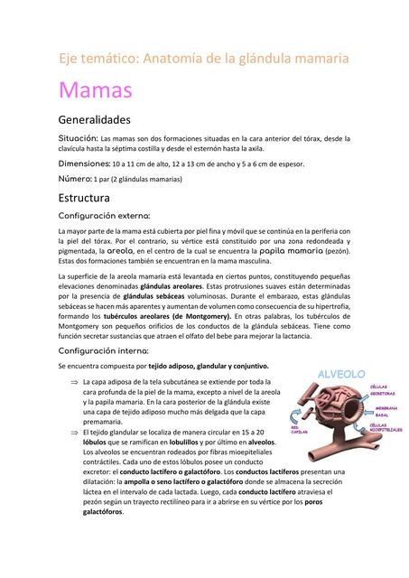 Anatomia de las mamas | Fiama | uDocz