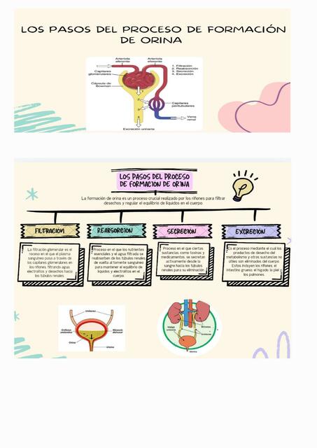 Paso del proceso de formación de orina | its.Nail | uDocz
