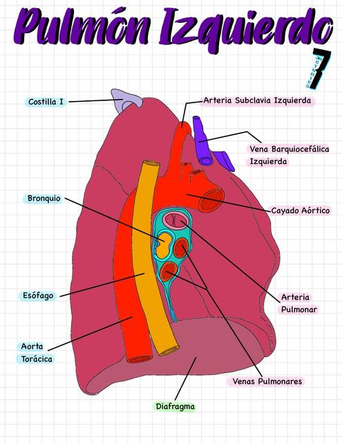 Estructuras Relevantes Relacionadas Al Pulmón Izquierdo | Enfermería ...