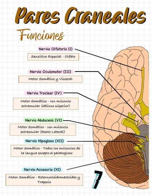 Pares Craneales Funciones II | JR STUDIES 7 | uDocz