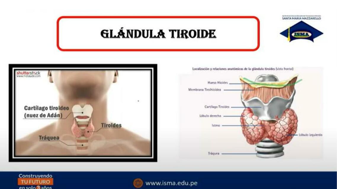 Glándula tiroide | Luiz | uDocz