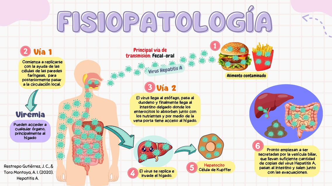 Fisiopatología de la Hepatitis A | MARLEY ROSALIND ELIZAMA VERA BARRETO | uDocz