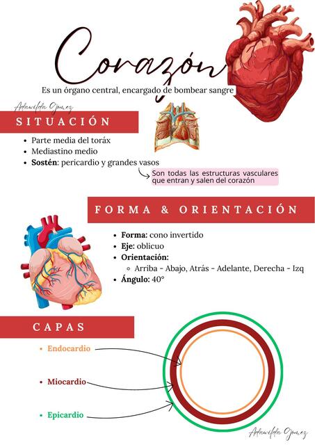 Generalidades del corazon, parte 1 | Gómez R. | uDocz