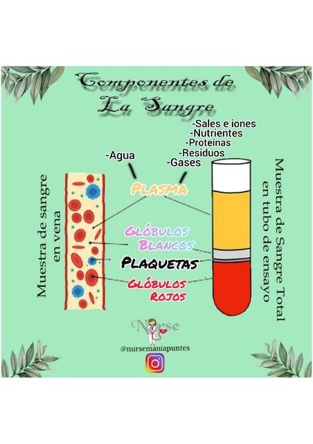 Componentes de la sangre | Nursemaniapuntes | uDocz