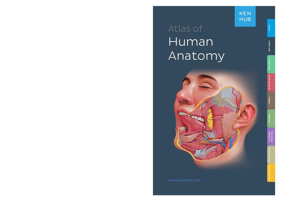 Flashcards de Kenhub Atlas of Human Anatomy | Por Alexandra A. | uDocz