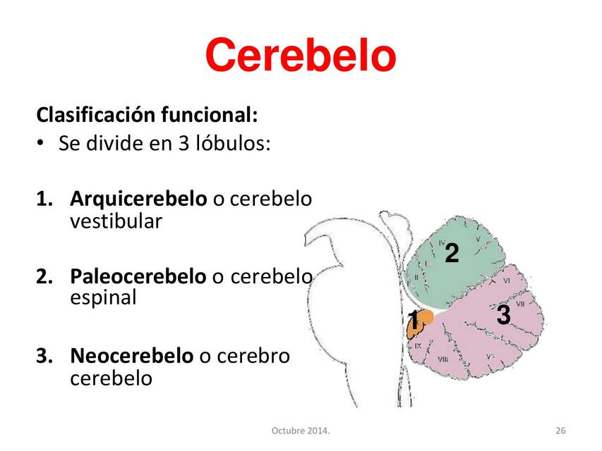 CEREBELO | Romina Fernandez | uDocz