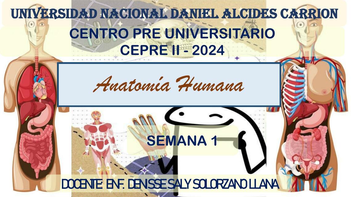 Anatomía humana | Jimena | uDocz