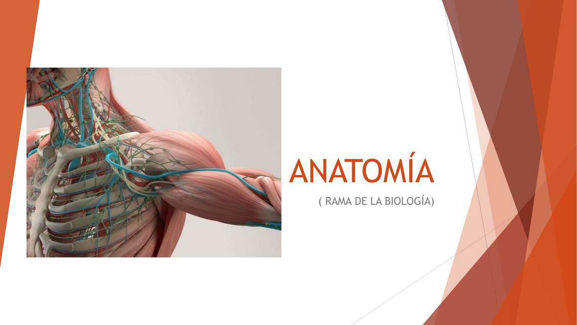 ANATOMÍA PPT PDF | Jimena | uDocz