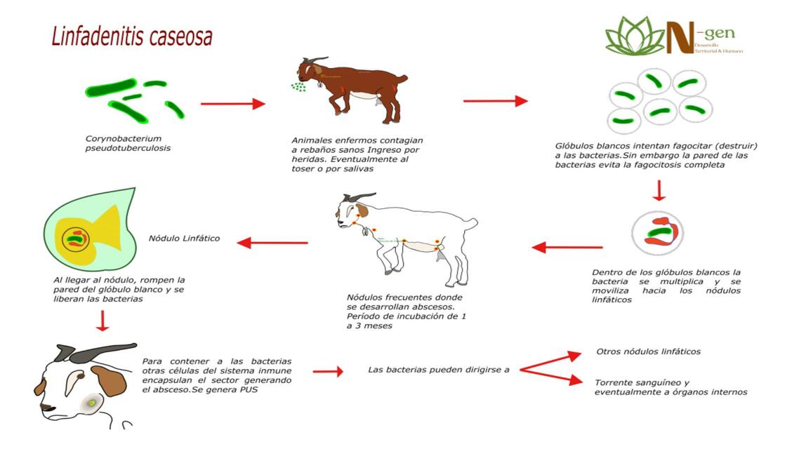 Linfoadenitis caseosa | bioanatomia | uDocz