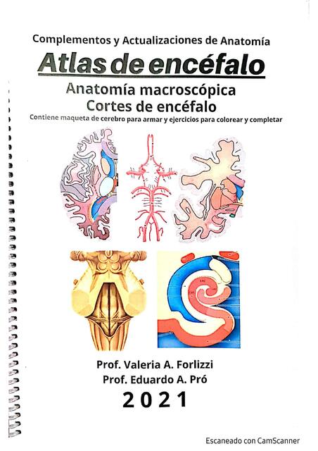 Forlizzi y Pró Atlas de encéfalo | Camila Valeria | uDocz