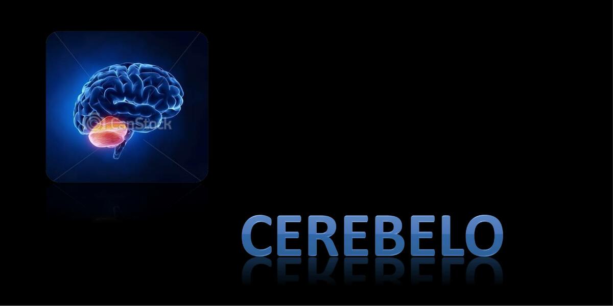 SISTEMA NERVIOSO PARTE 2 CEREBELO | Bellota | uDocz