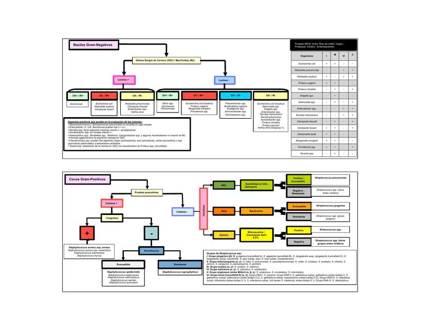 Algoritmos bacter | Pinto | uDocz