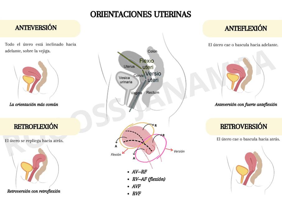 Anatomía del útero | Rooss Pamell Janampa Calle | uDocz