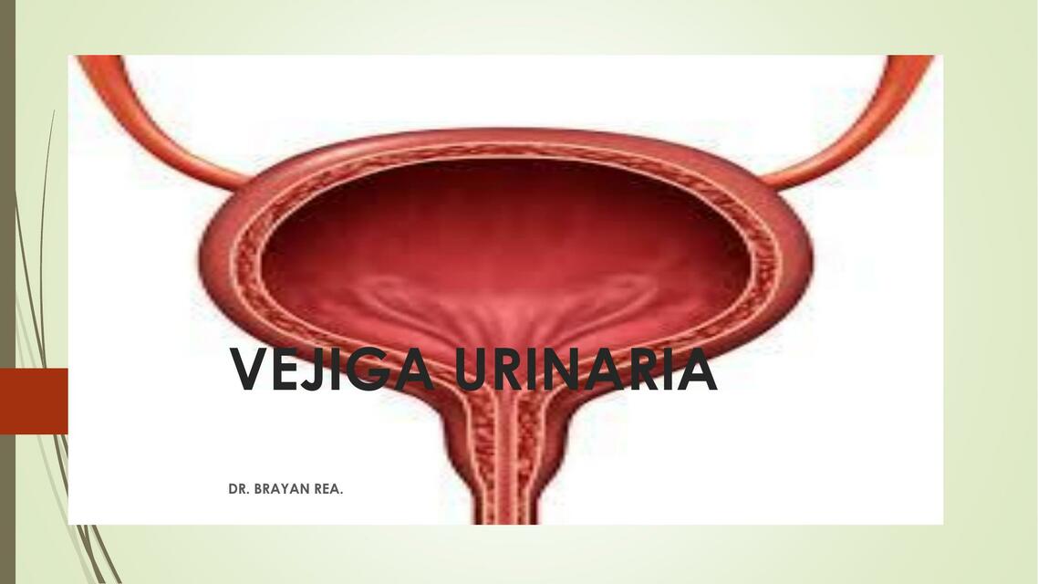 VEJIGA URINARIA | Matheus | uDocz