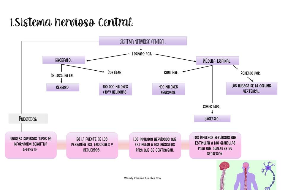 Tipos de Glándulas | Salud | Mapas conceptuales | uDocz