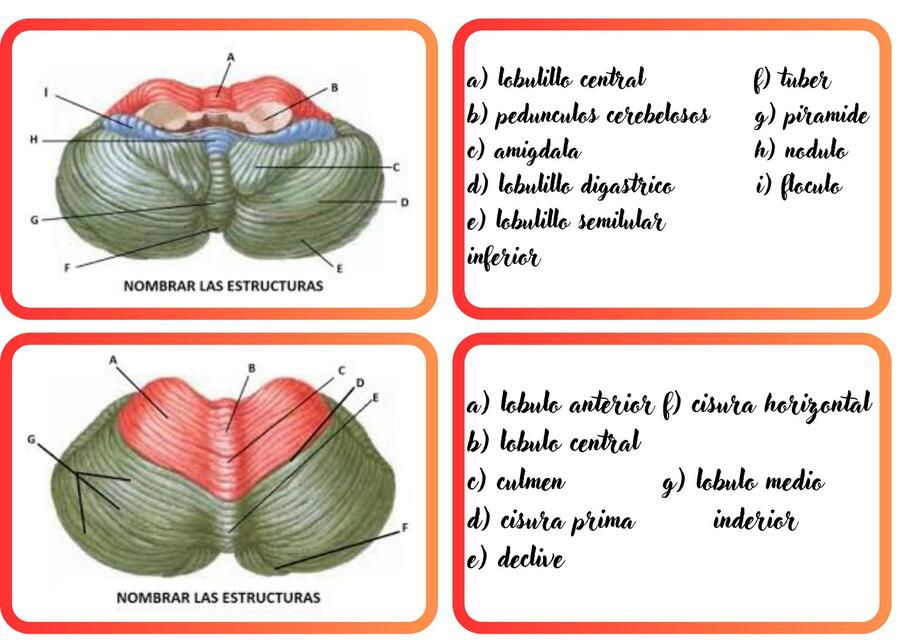 cerebro | carlos | uDocz