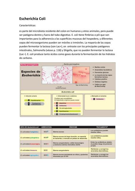 e coli y klep | Kate Barreto | uDocz