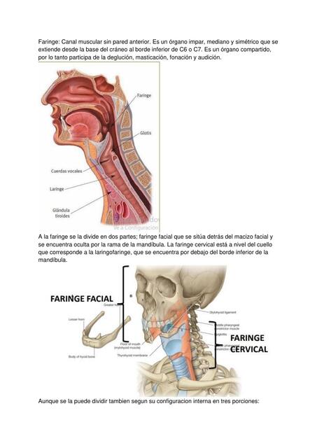 Faringe | Agustina Guerrero | uDocz