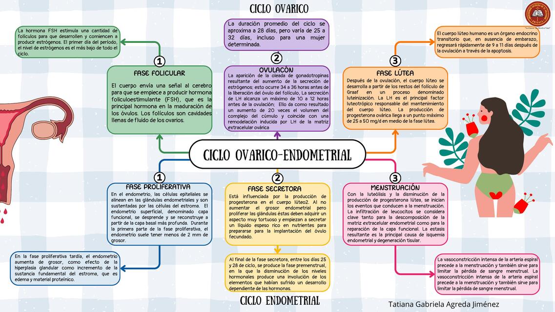 Mapa conceptual del tema ciclo Ovárico endometrial | TATIANA GABRIELA ...