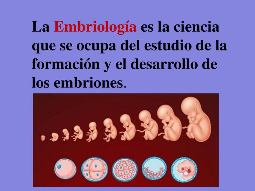 teorico 10 Embriología I | Felicitas | uDocz