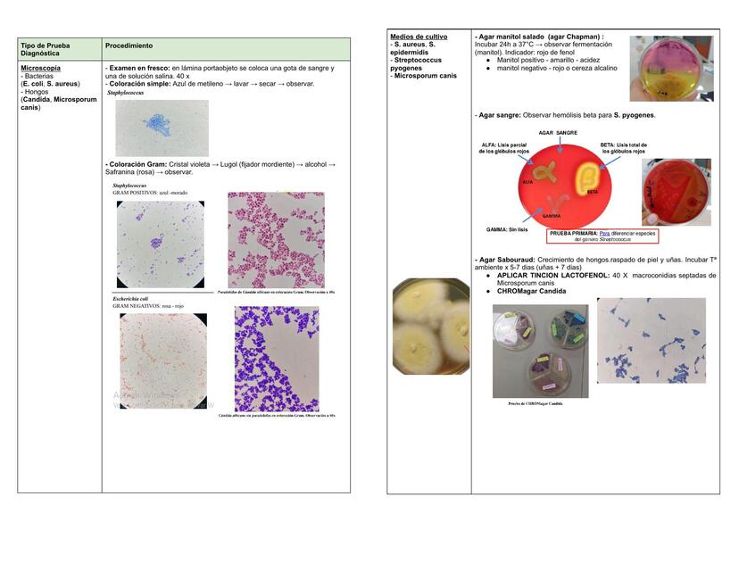 micro prac | Carlos Rebaza | uDocz