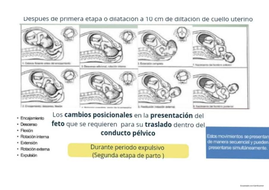 Mecanismo de parto cefálico y su atencion 1 | Carlos Puentes | uDocz