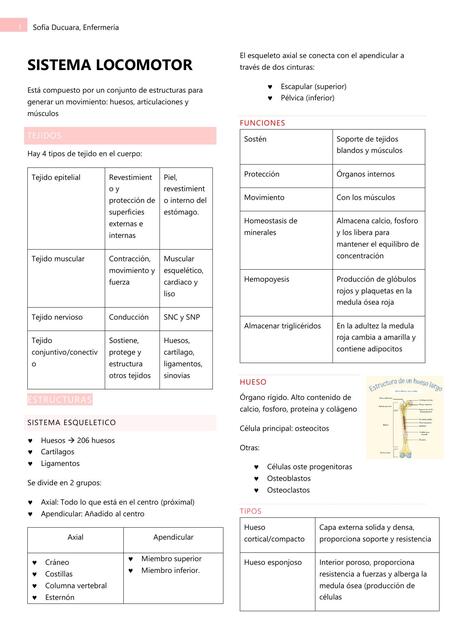 SISTEMA LOCOMOTOR | Sofía | uDocz