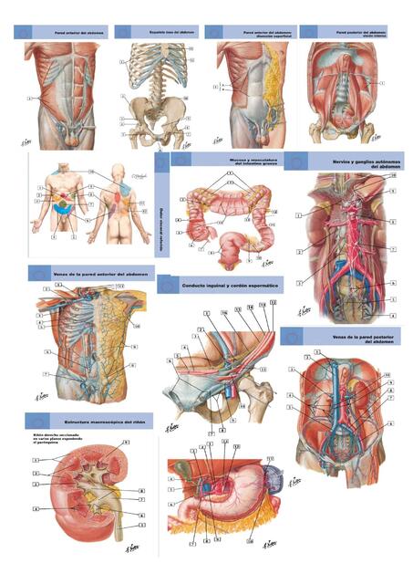 imágenes Nether Anatomia del Abdomen | Sofia | uDocz