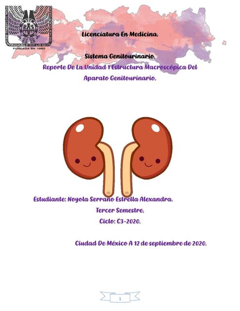Sistema genitourinario | Dra_Melatonina | uDocz