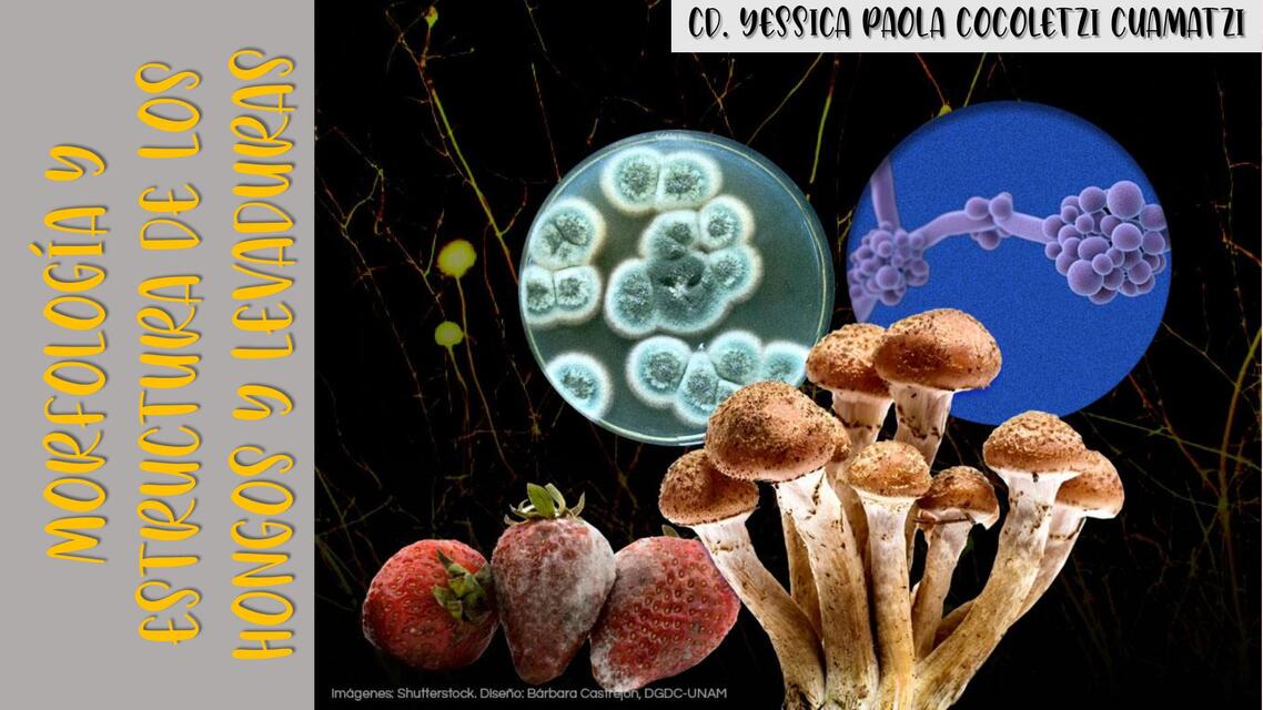 MORFOLOGÍA Y ESTRUCTURA DE LOS HONGOS Y LEVADURAS | pame | uDocz