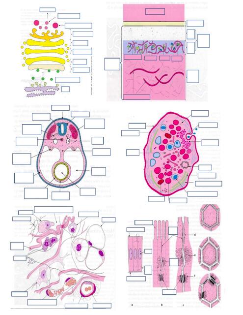 Imagenes Histo 1 | Linely | uDocz