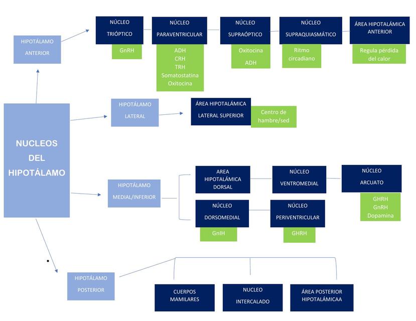 Núcleos hipotalámicos | Fer Yan Márquez | uDocz