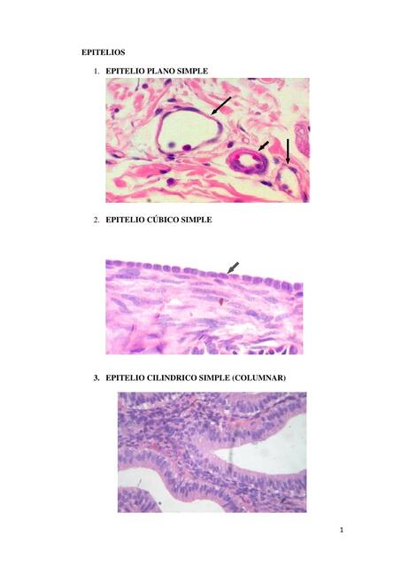 IMAGENES HISTO TERMINADAS | sheryl | uDocz