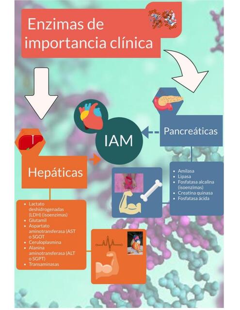 Infografia Enzimas | David Rodriguez | uDocz