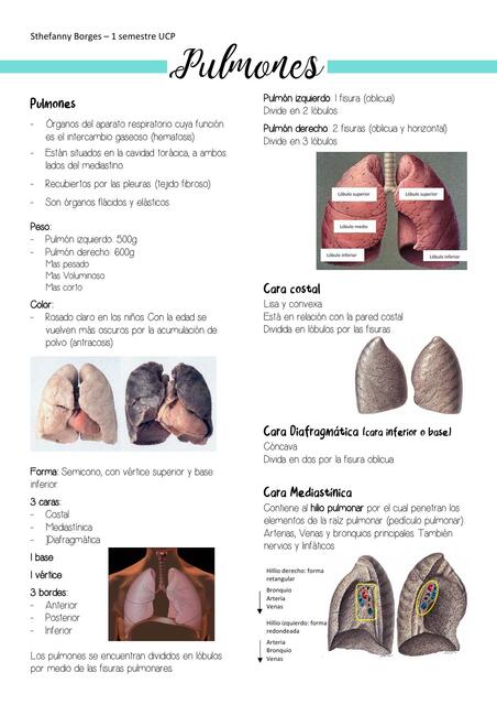 Pulmones 1 | Sthefanny Borges - UCP | uDocz