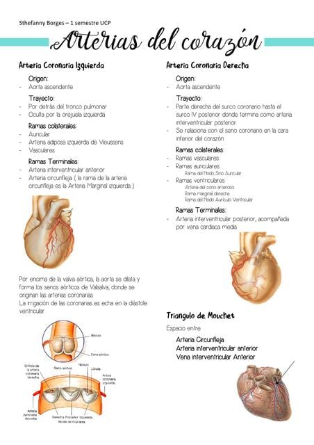Artérias del corazón | Sthefanny Borges - UCP | uDocz