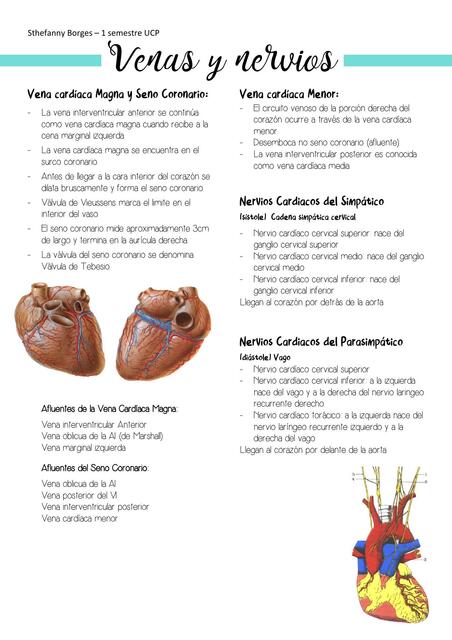 Venas y Nervios del corazón | Sthefanny Borges - UCP | uDocz