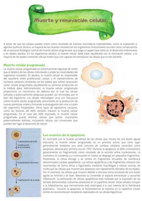 Muerte y renovacion celular | Medi__Tips | uDocz