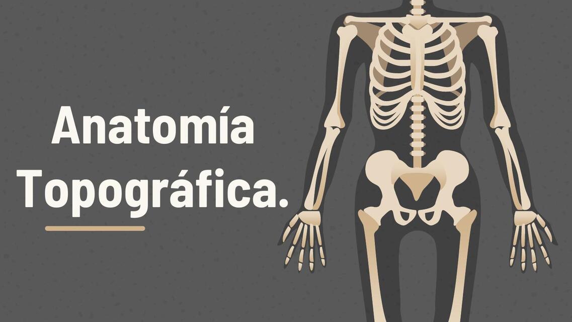 Anatomia Descriptiva | Ale | uDocz