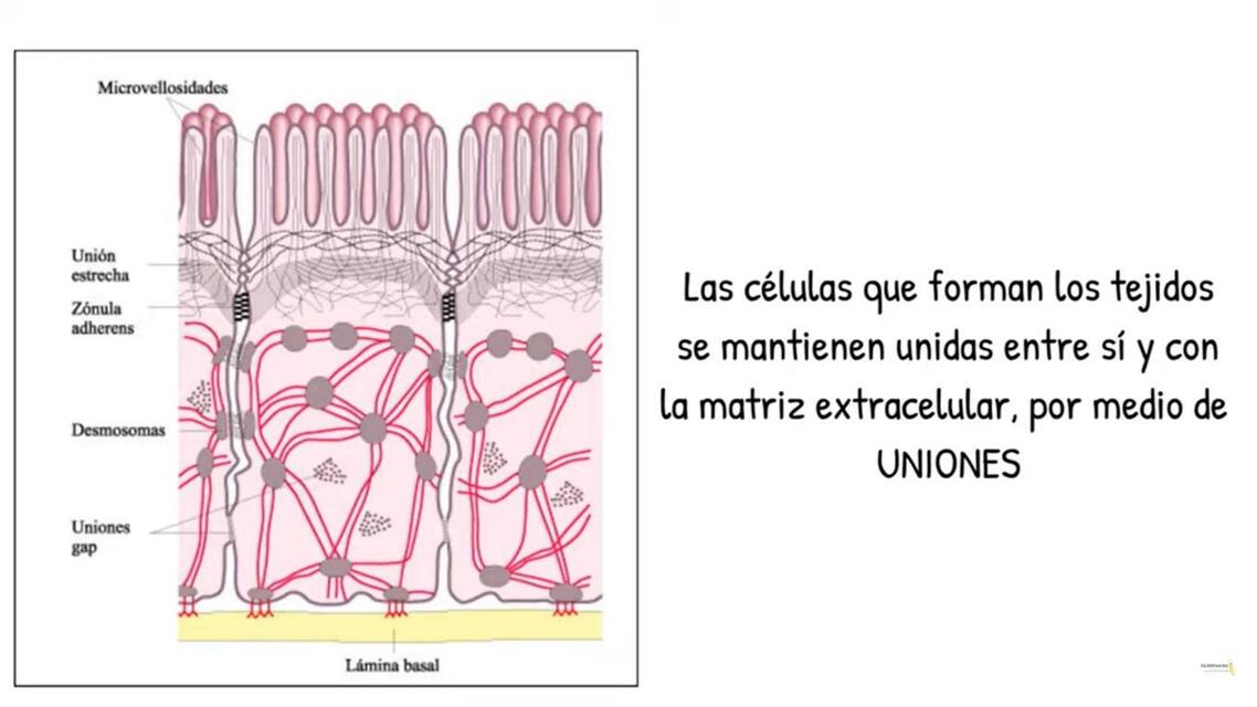 Uniones celulares | Ellen Fourget V | uDocz