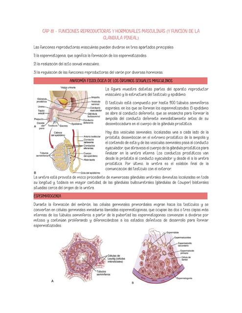 RESUMEN COMPLETO CAP 81 - GUYTON | Nancy Xicay | uDocz