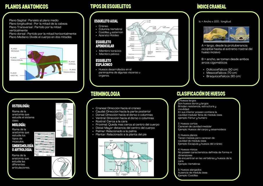 Portafolio de Anatomia Animal Grupo 1 | Carolina Vilcatoma Medina | uDocz