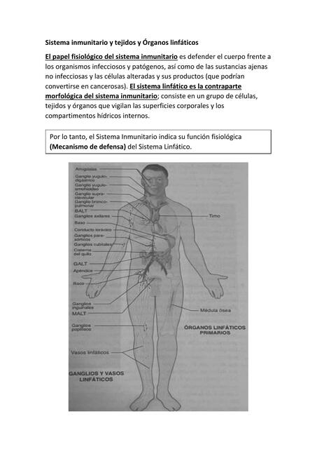 Flashcards de Sistema inmunitario y tejidos y órganos linfáticos | Por Lucía | uDocz